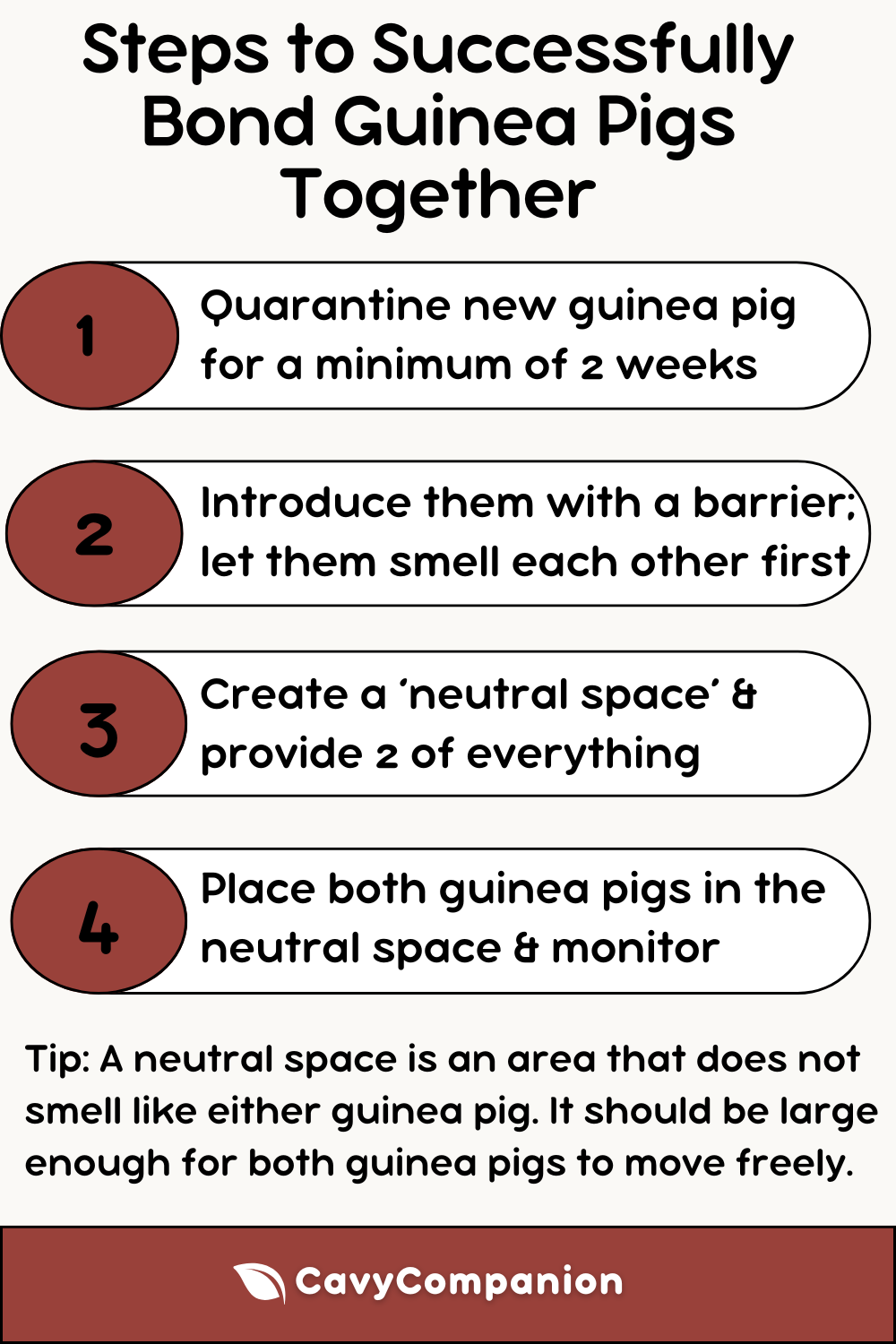 How to Bond Guinea Pigs: Complete Guide to Successful Pairings ...
